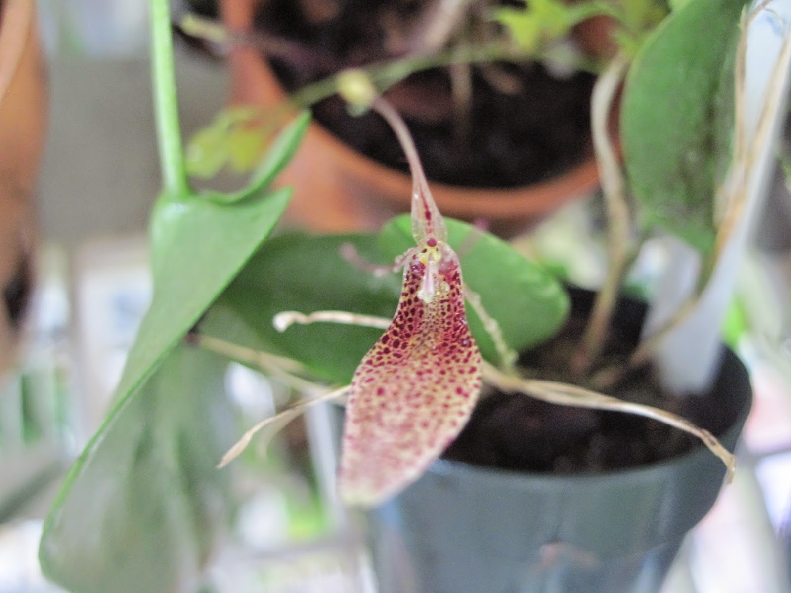 Umpqua Orchid Society: This and That