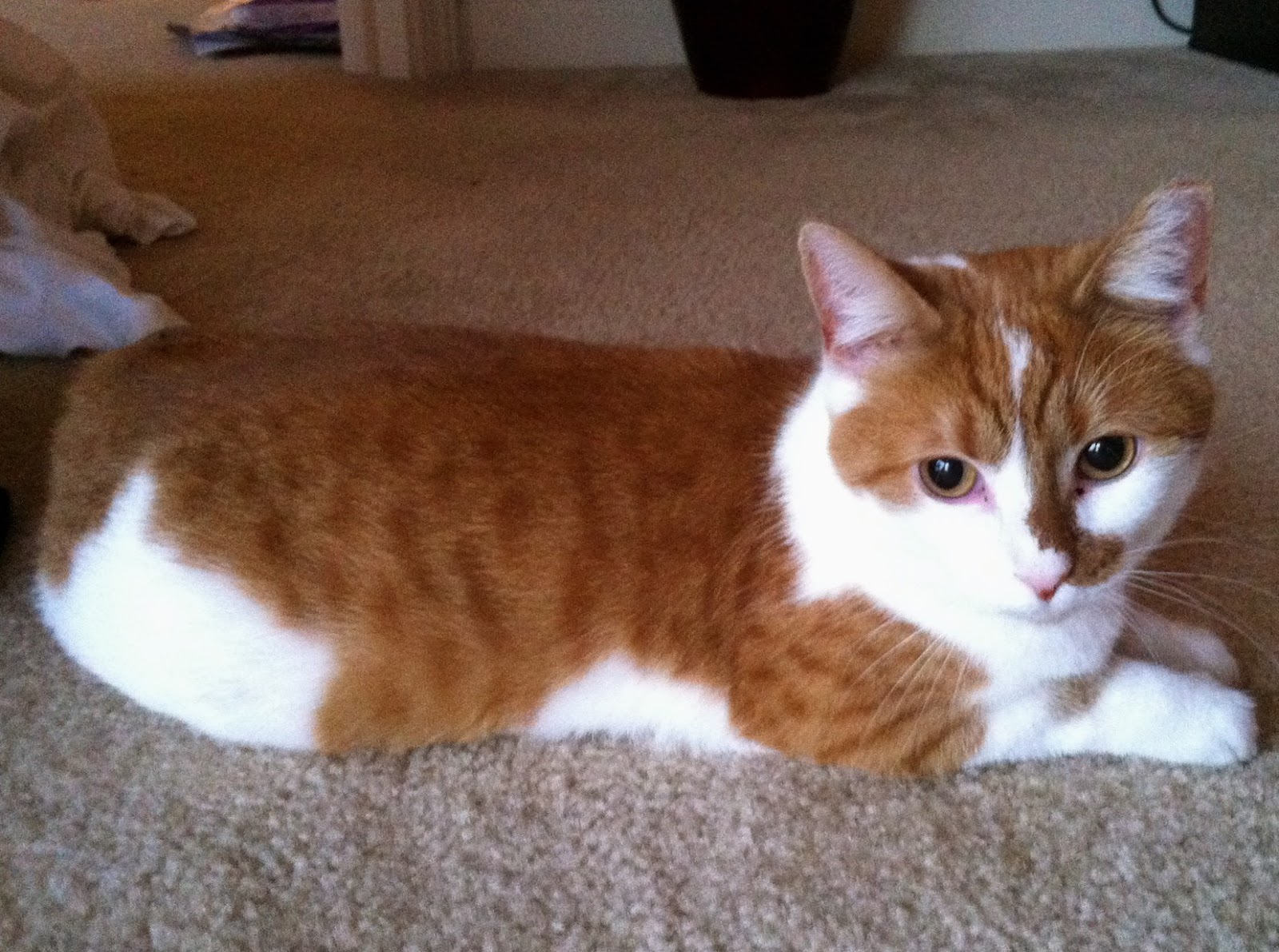 That's What She Said: Meet NUBBINS!!!