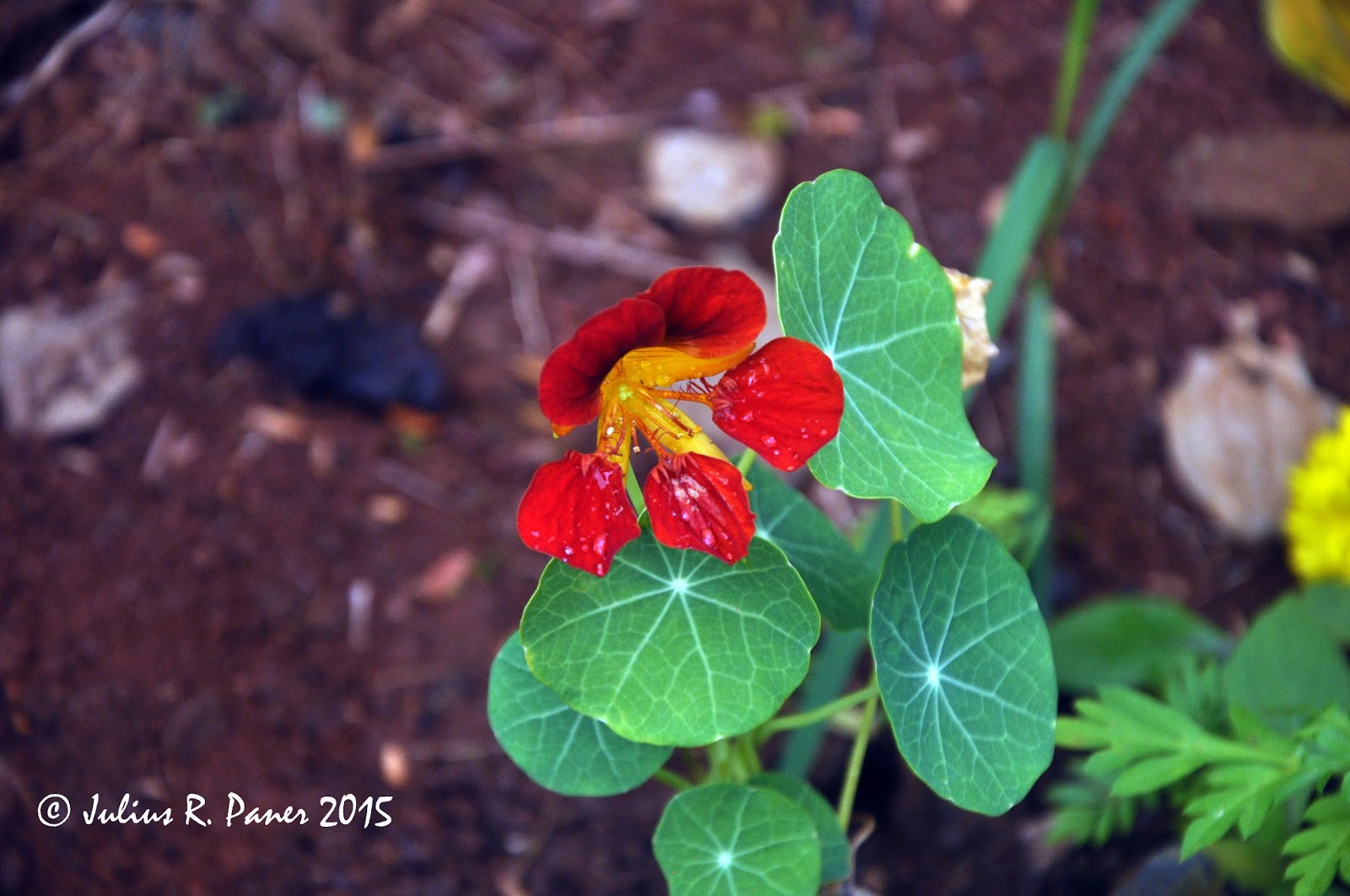 LOGSAC: A remarkable revisiting of the Tibolo Cultural Village