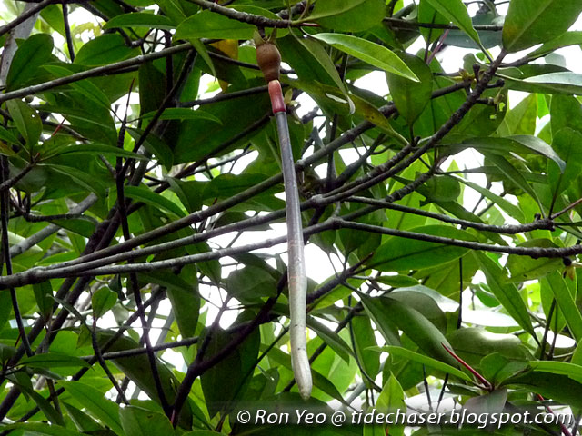 tHE tiDE cHAsER: Bakau Minyak (Rhizophora apiculata)