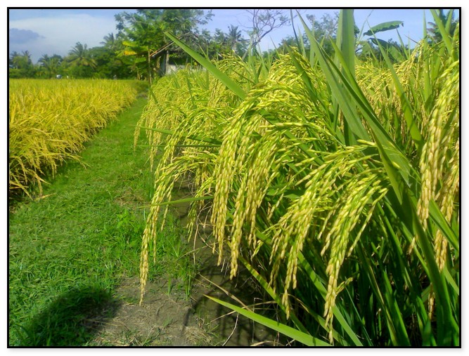 Peluang Bisnis dan Usaha Pertanian Padi Beserta Analisanya - Seputar ...