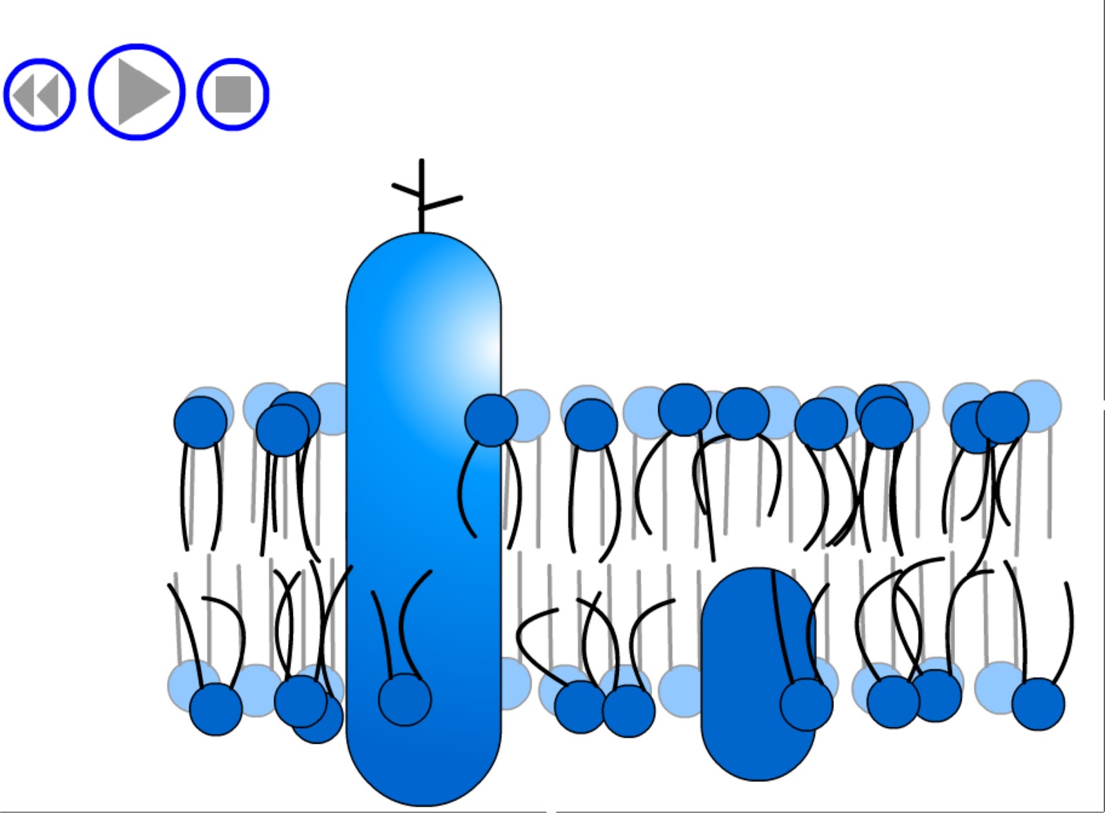 Membrane Fluidity.swf