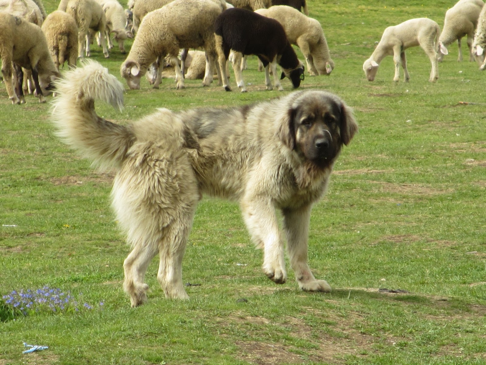 Cannundrums: Sharr Mountain (Kosovo) Sheep Cheese