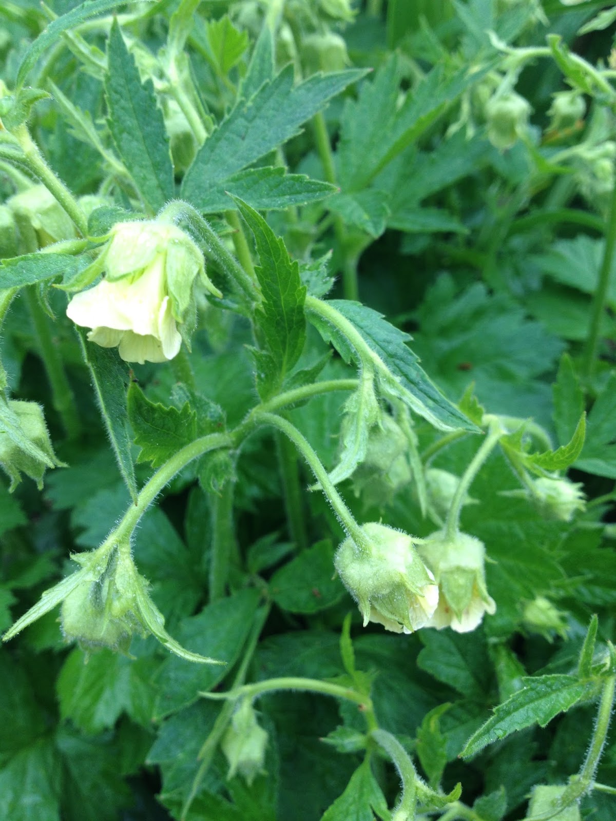 Blomstertøsens Have: Geum