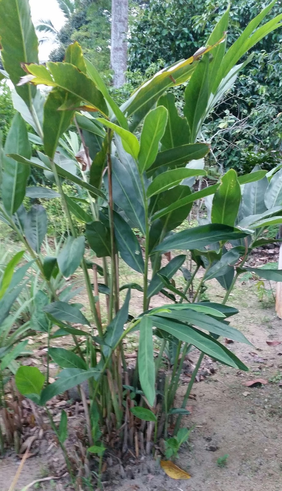 Warisan Petani: Pokok Lengkuas.