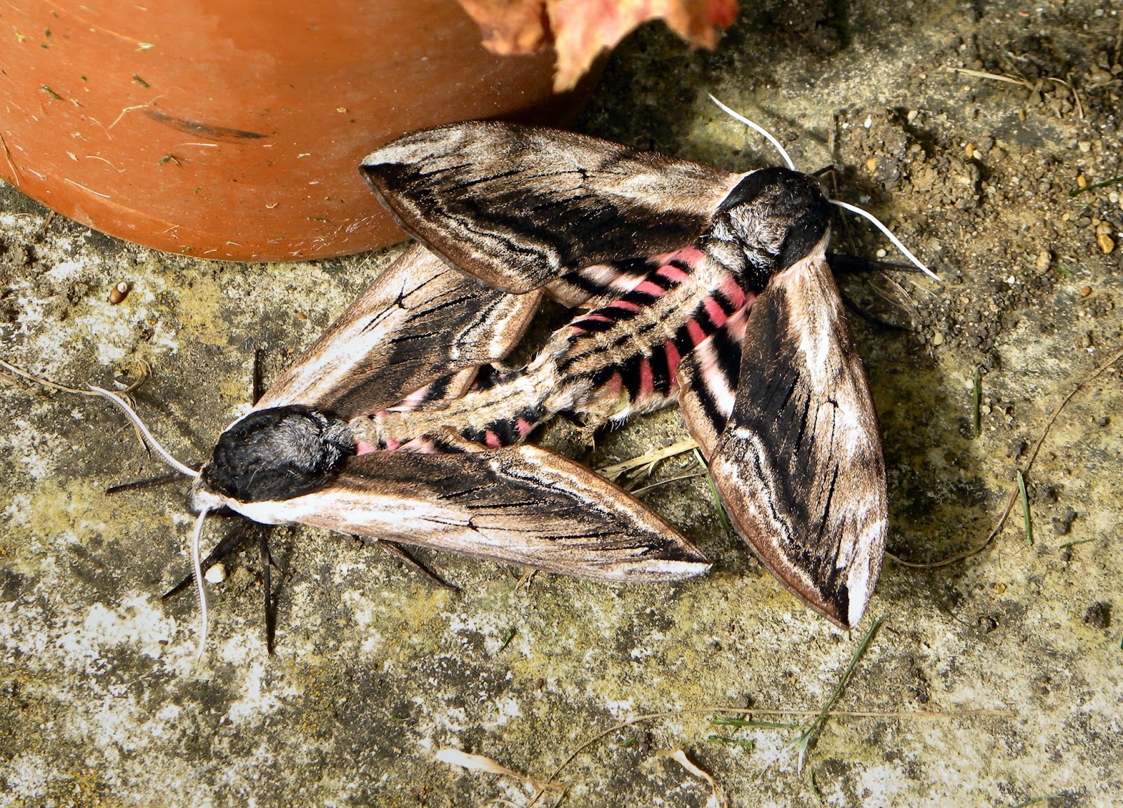Cambs Moth Gallery: Privet Hawk-moth Sphinx ligustri 01.07.13 St Ives ...