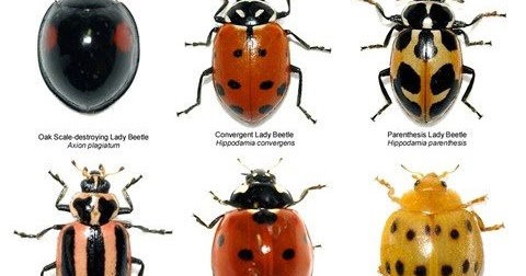 Cachoeira do Macaco: Insetos - Joaninhas - Coleopteras - Carochas