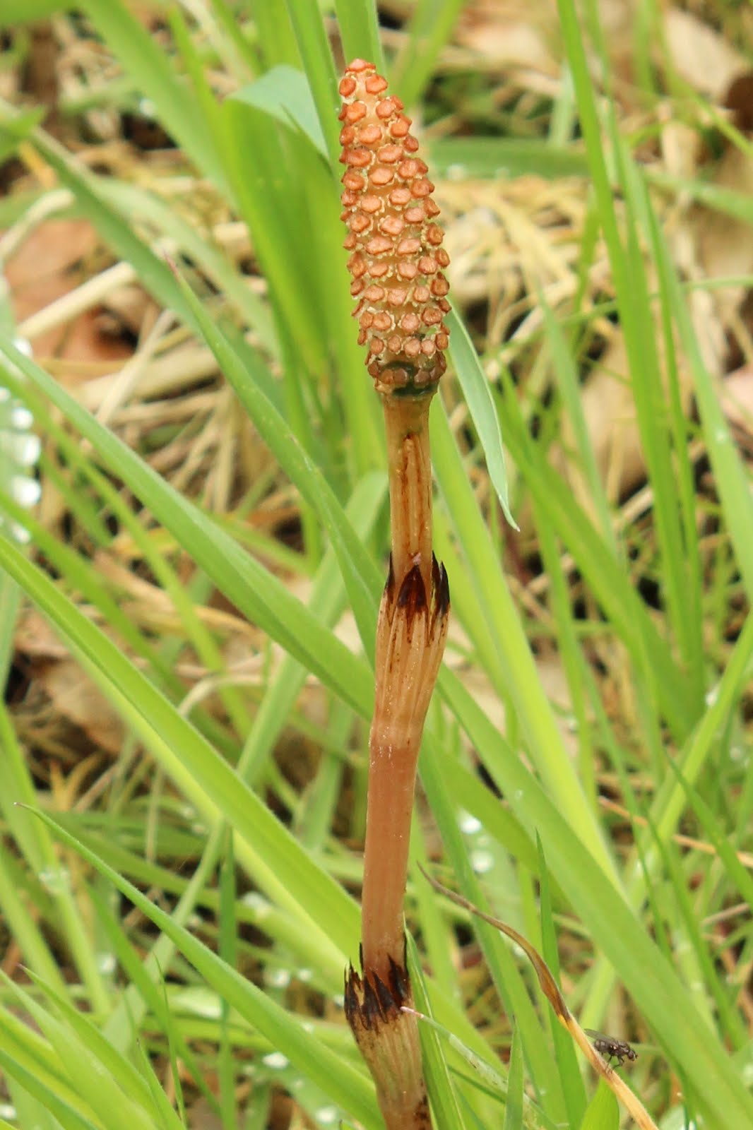 Wilde Planten: Paardenstaarten