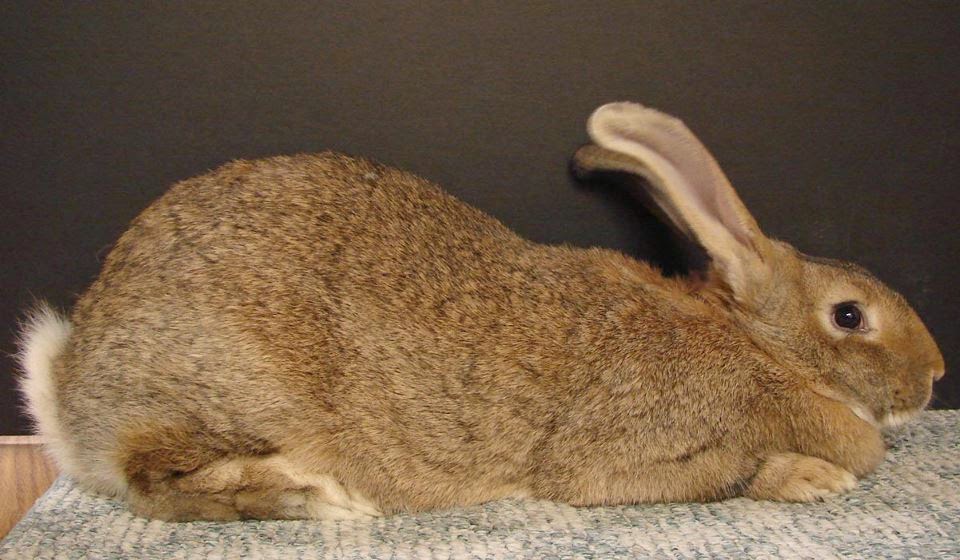 Animal Eyes: El conejo.