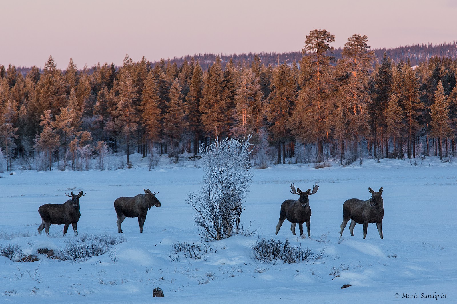 Lappland Nature: Älgar i Gryningen