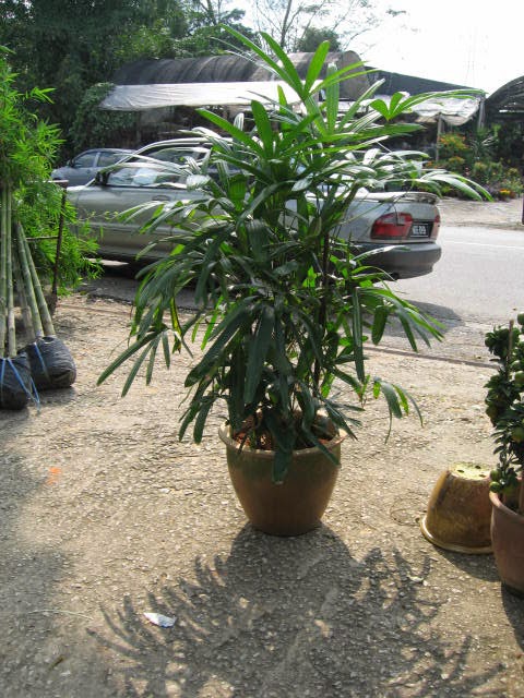 Plants, potteries and gardening products