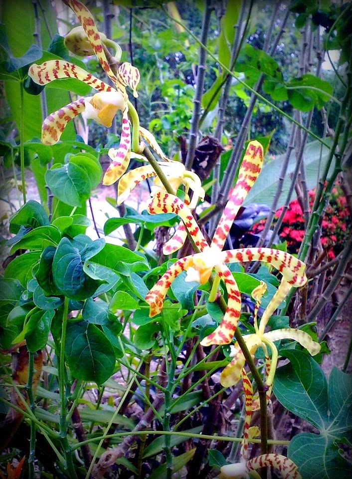 Bunga Orkid @ Anggerik Desa Kembali Mekar - Relaks Minda