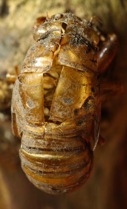 All of Nature: Cicadas