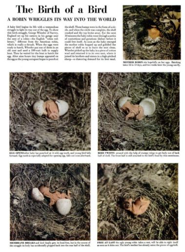 The Homeschool Voyager: The Red Robin Returns