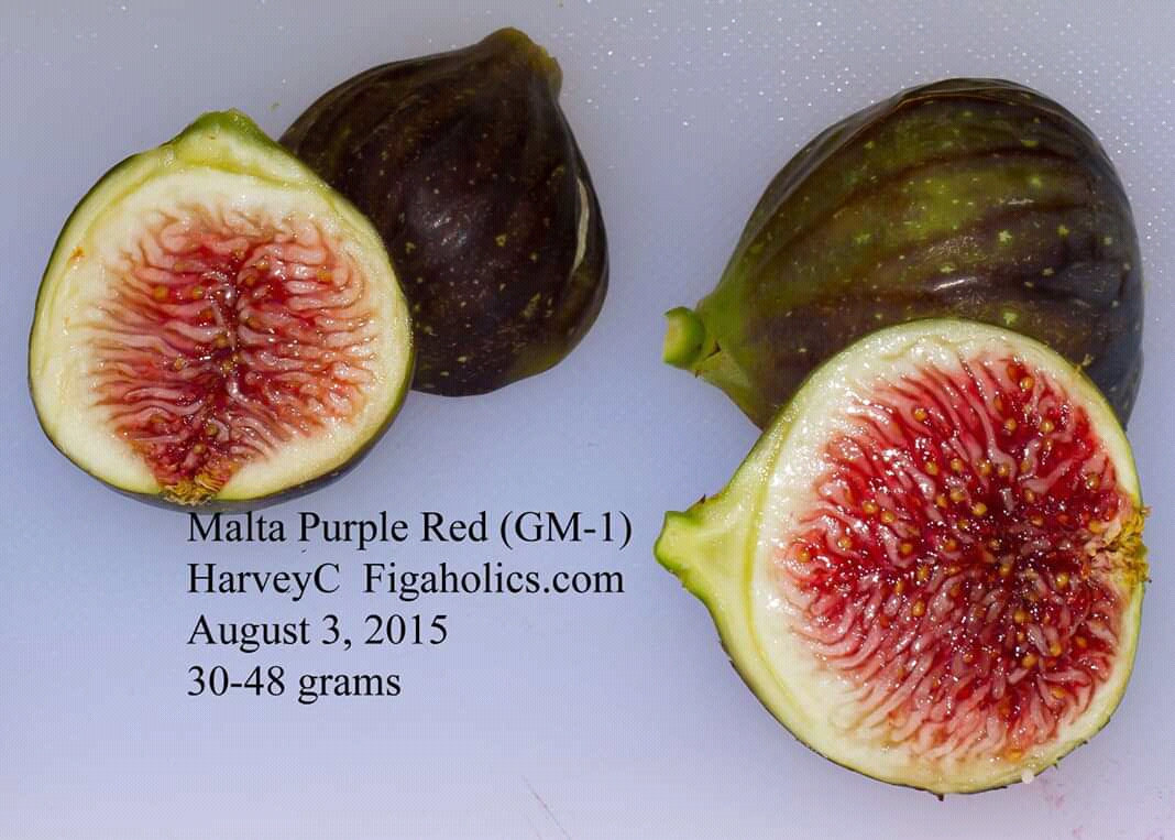 Malta Purple Red (GM-1) Fig - Var Tin
