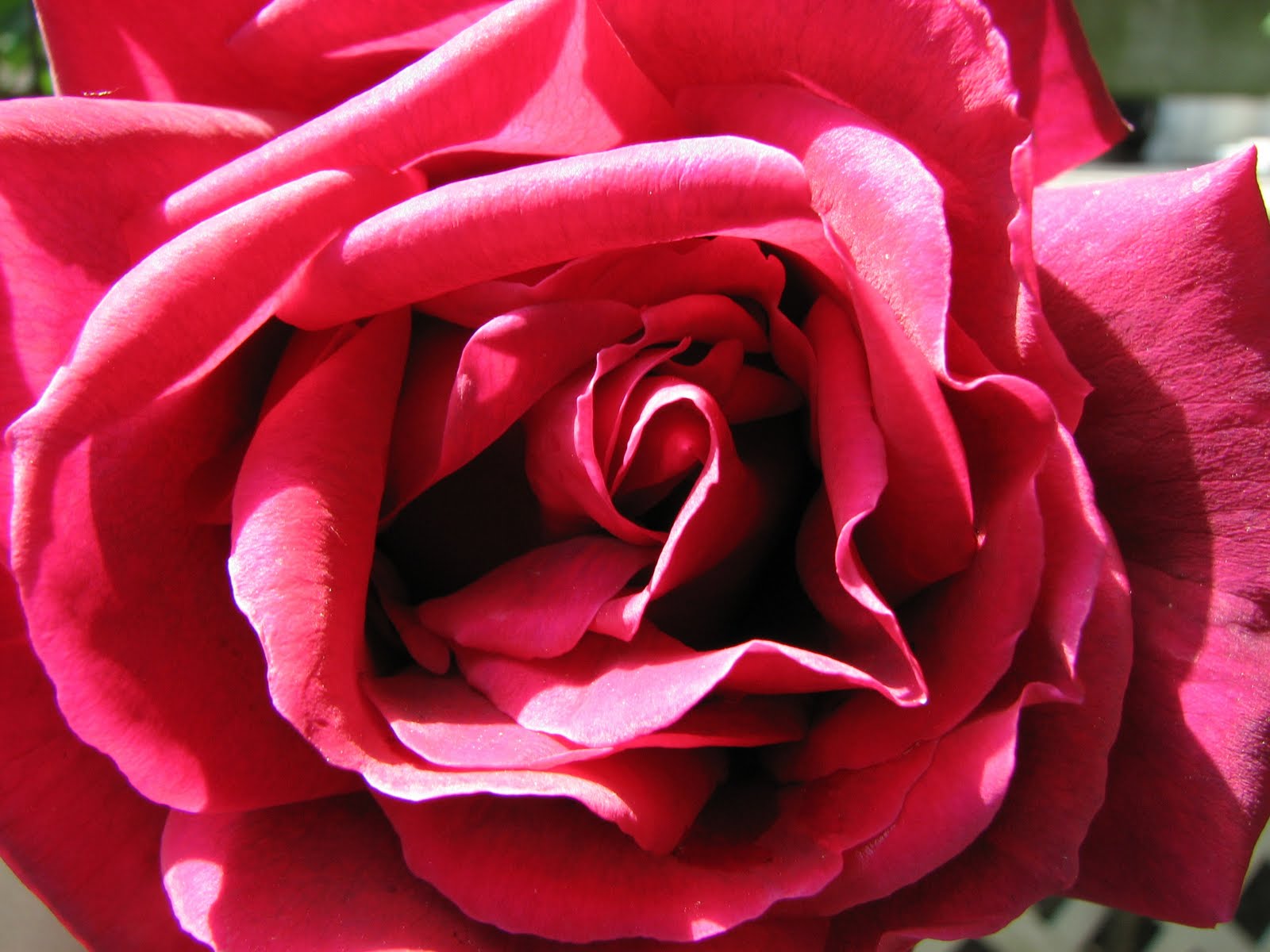 Wedding Flowers: Dark Pink Roses