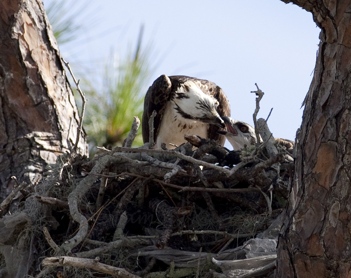 i heart florida birds: Raising a Fish Hawk