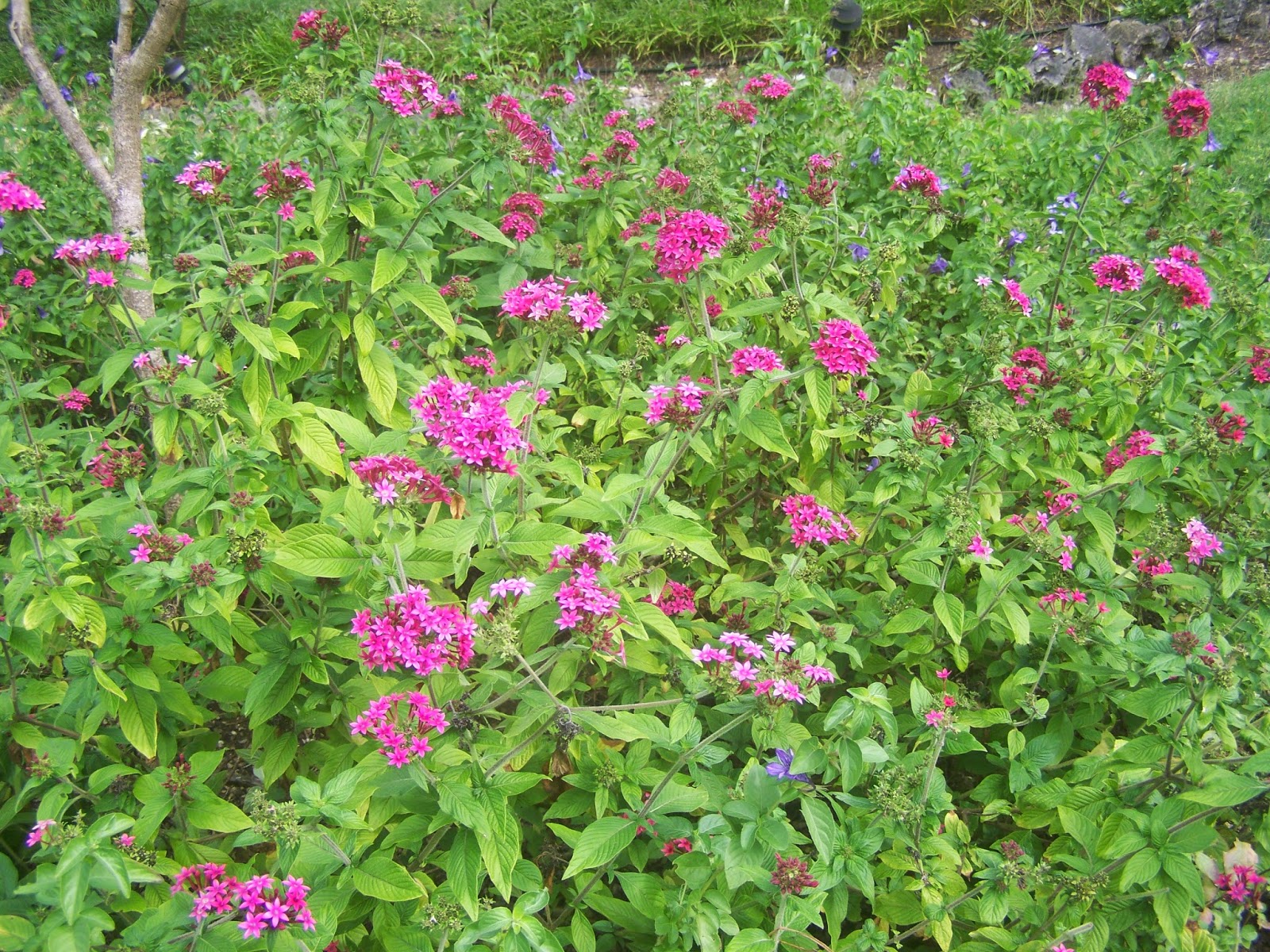 my rustic bajan garden: Garden Blogger's Bloom Day December 2013