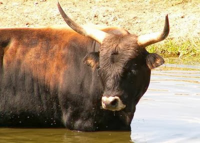 Lusitaniae Castrum: Auroque - O boi pré-histórico