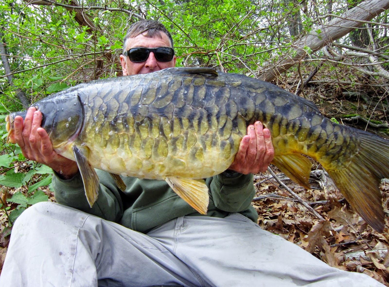 Freshwater Carp