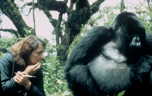 Book Review: Gorillas in the Mist by Dian Fossey | Buddy2Blogger