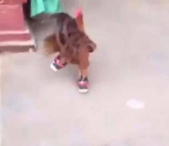 Photos: Lol.. is this for real? Whose fowl is strutting on sneakers?