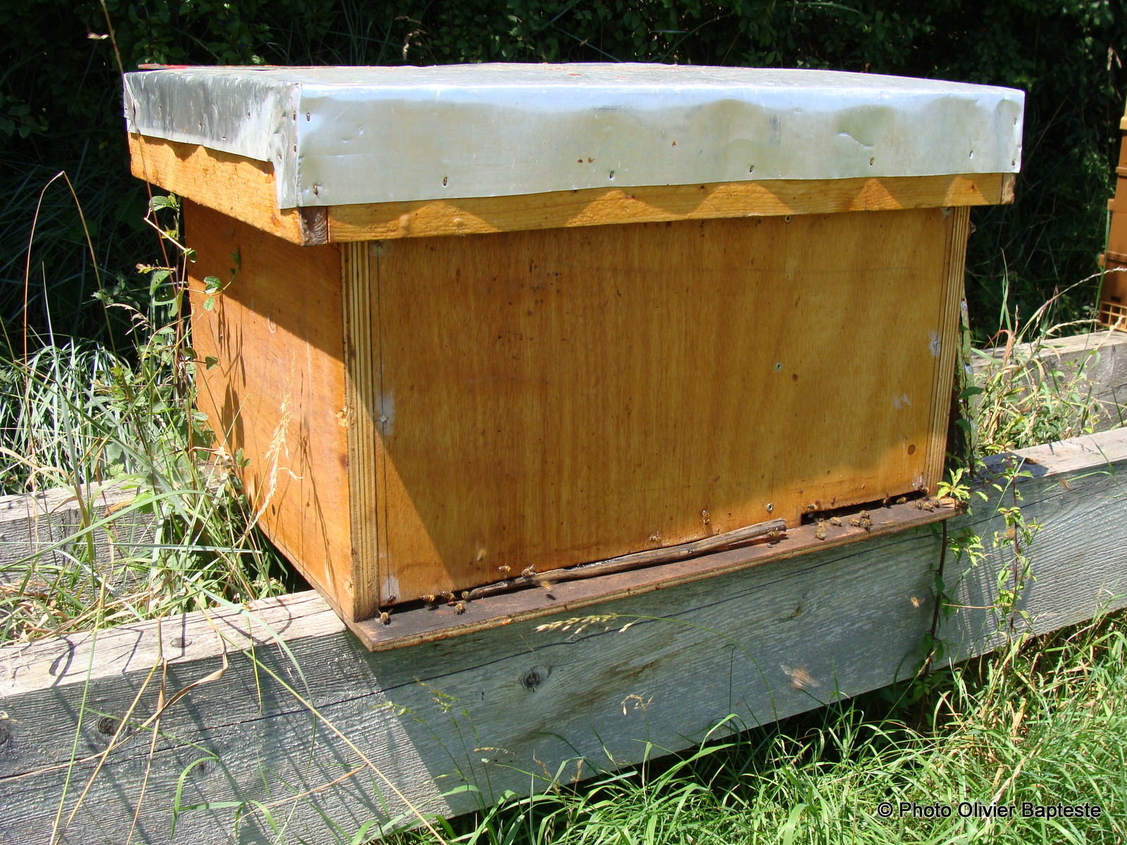 Les abeilles d'Olivier: Une ruche éleveuse