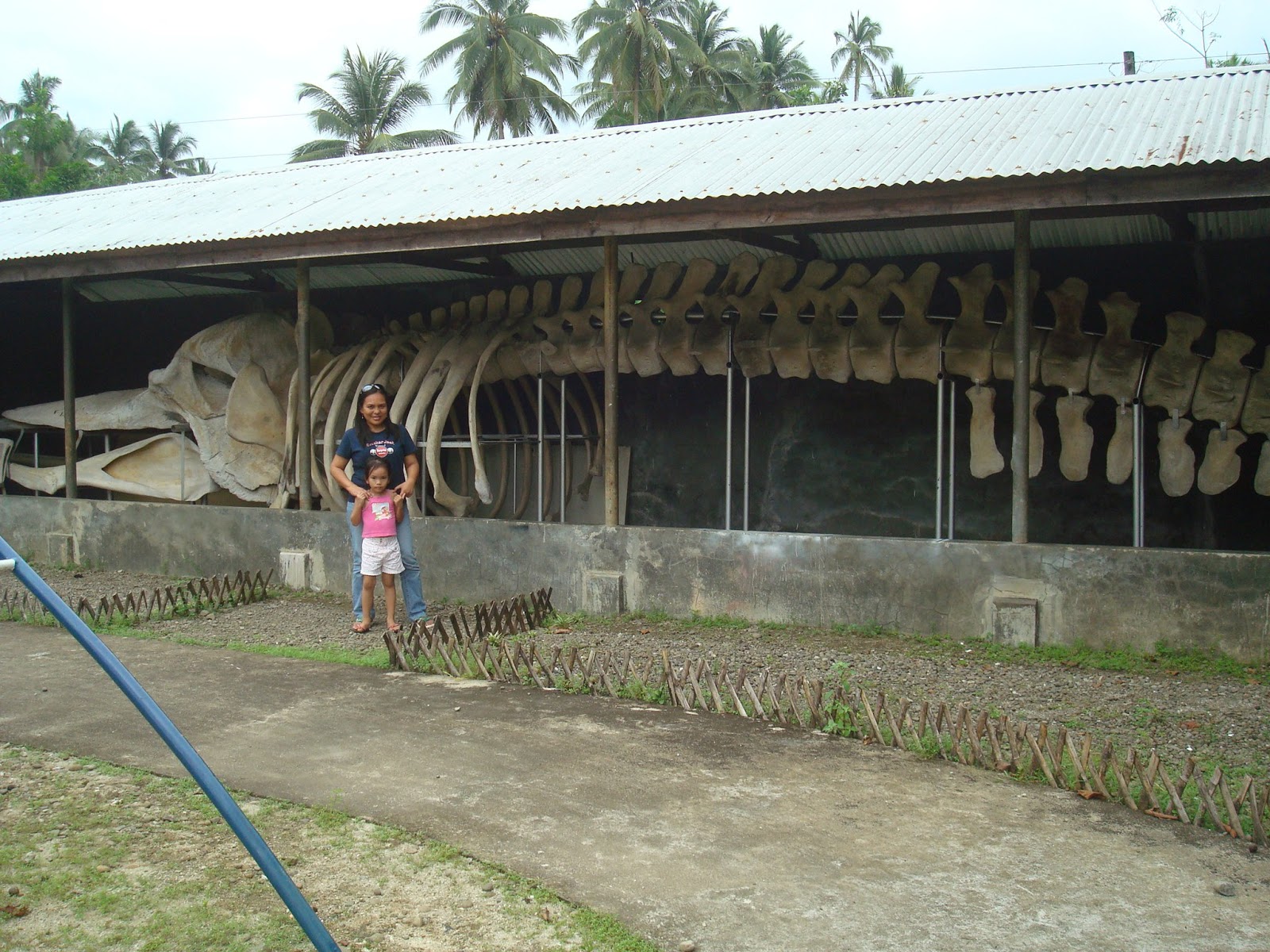 Warayblogger.com: Whale Skeleton in Silago, Southern Leyte -- the First ...