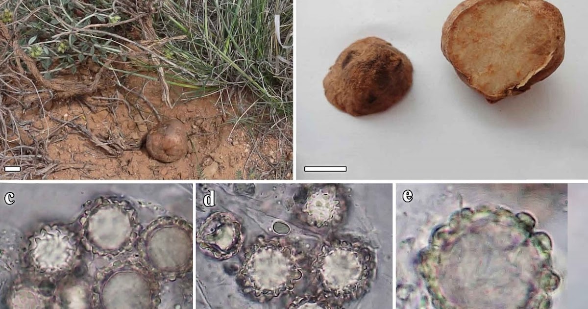 Species New to Science: [Fungi • 2018] Genetic Diversity of the Genus ...