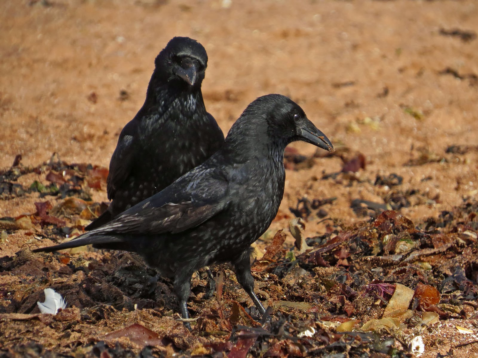 Mareando la perdiz: Corneja negra