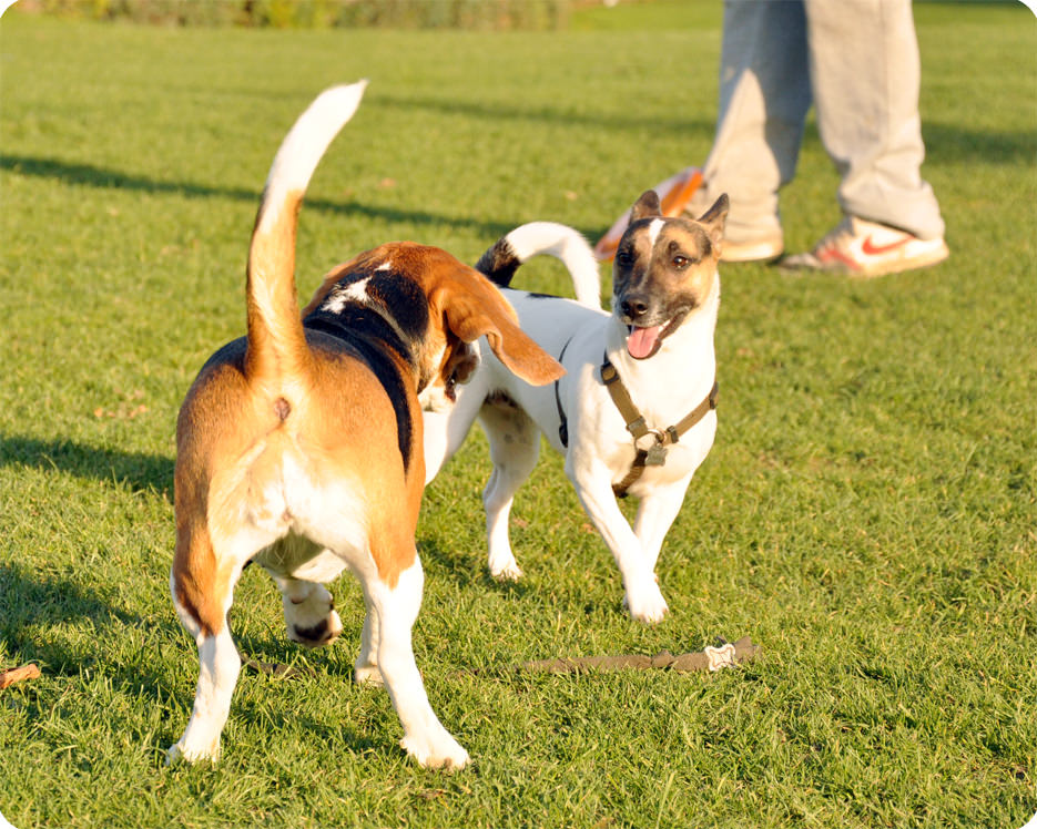 Memi The Rainbow: My little Astro Dog
