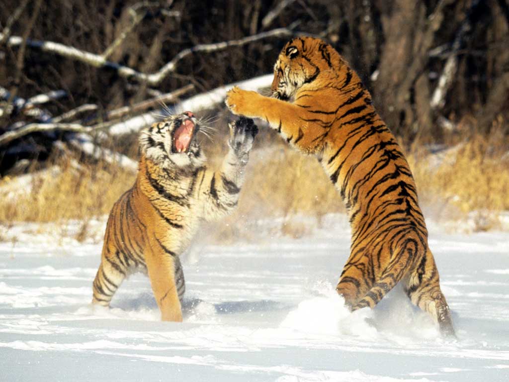 Animal Fights