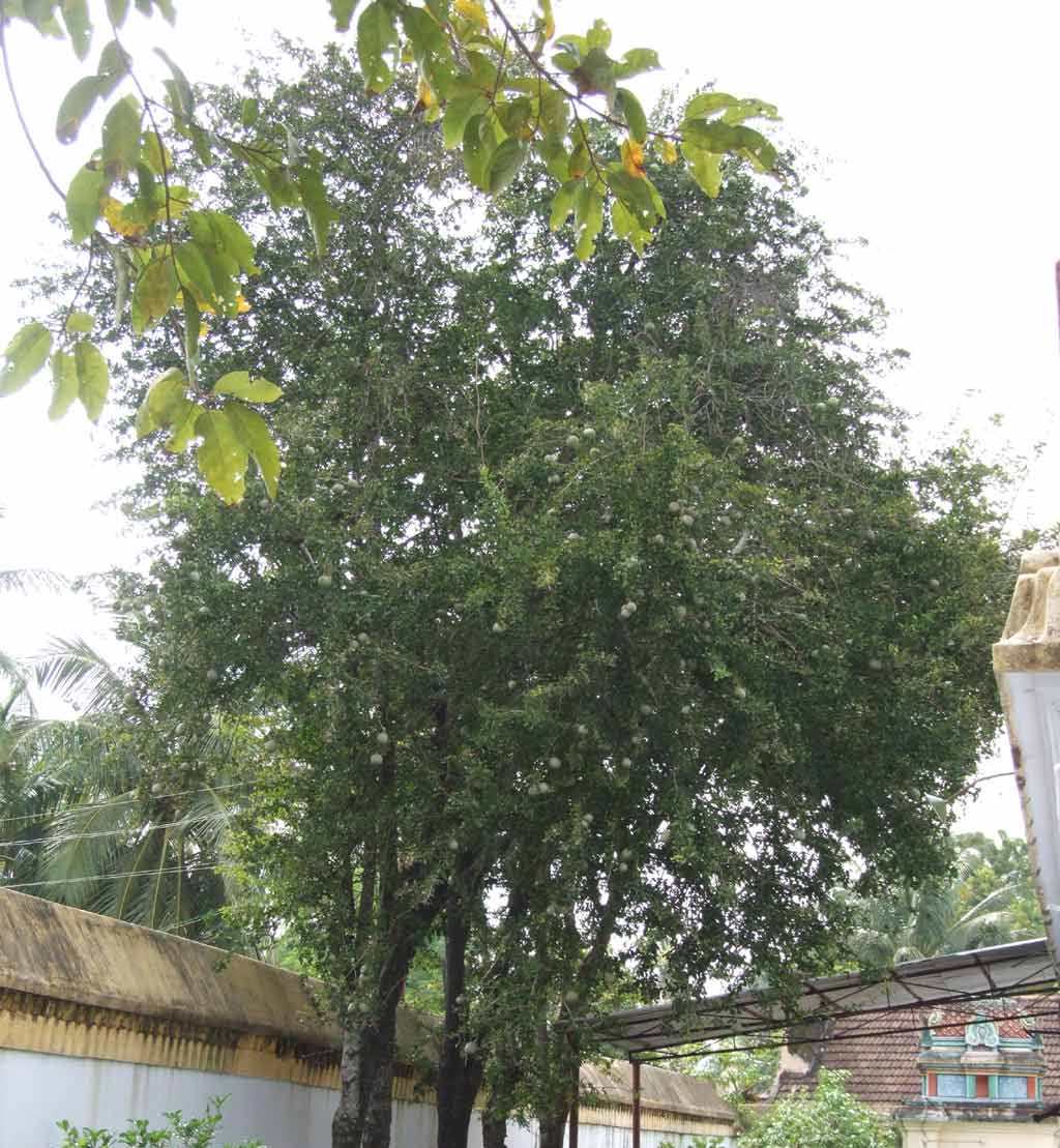 Tamilnadu Tourism: Madhuvaneswarar Temple, Nannilam, Thiruvarur