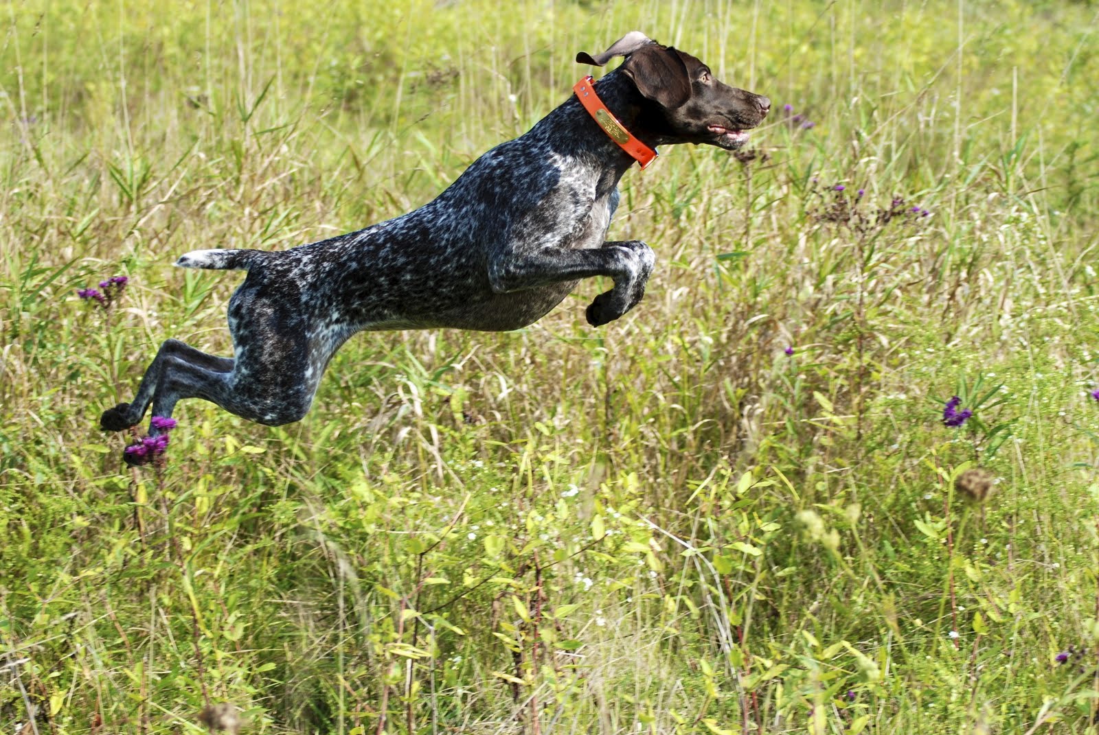Adventures of a GSP Hunting Dog: Bird Dog Road Trip!!