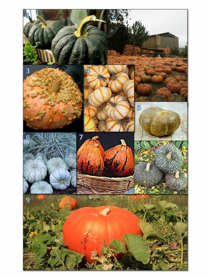 Durham Council of Garden Clubs: Great Pumpkins: Winter Squash and ...