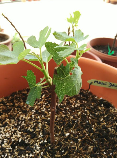 PANDUAN PENJAGAAN DAN MENANAM POKOK TIN | Tanaman Pokok Buah Tin