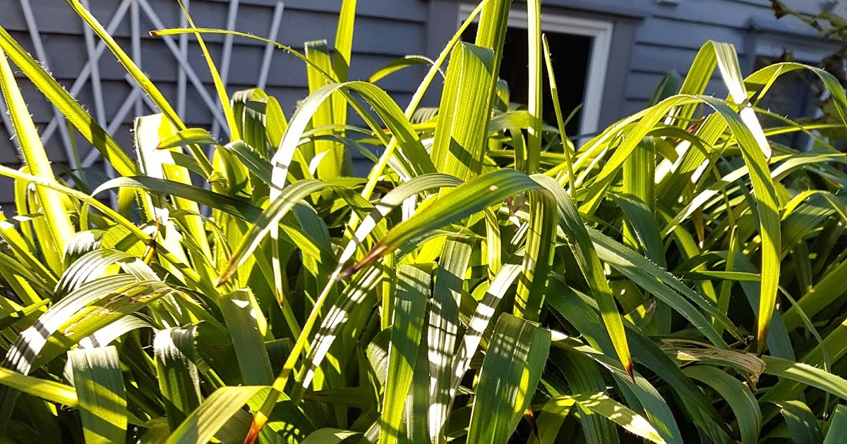 Fruens Flora: Prydgress.