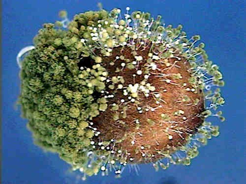 Biologia no ensino médio: 3º ANO - AULA 13 - REINO FUNGI