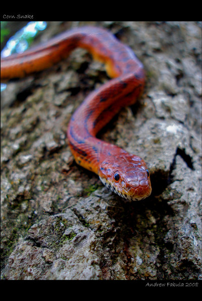 Our Beautiful World: Beautiful red snakes