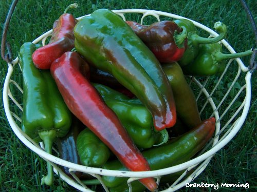Cranberry Morning: Carmen Peppers