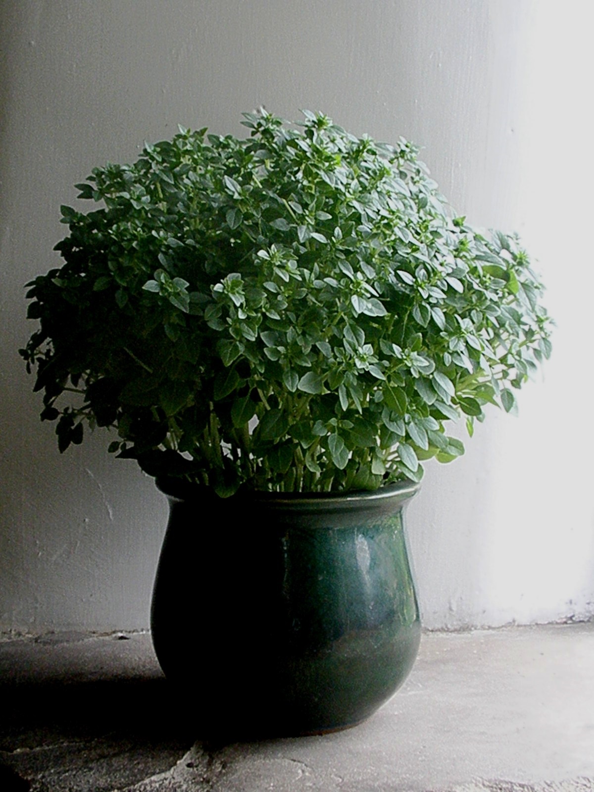 Basil: The Ultimate Guide