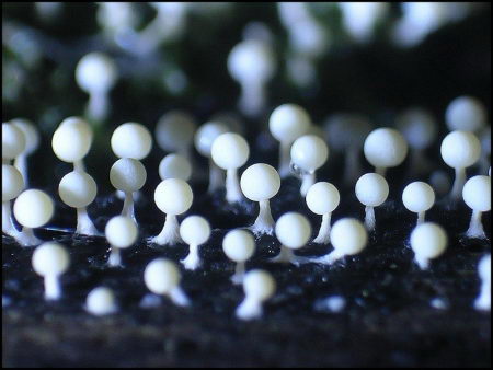 Taksonomi dan Klasifikasi Makhluk Hidup: Fungi