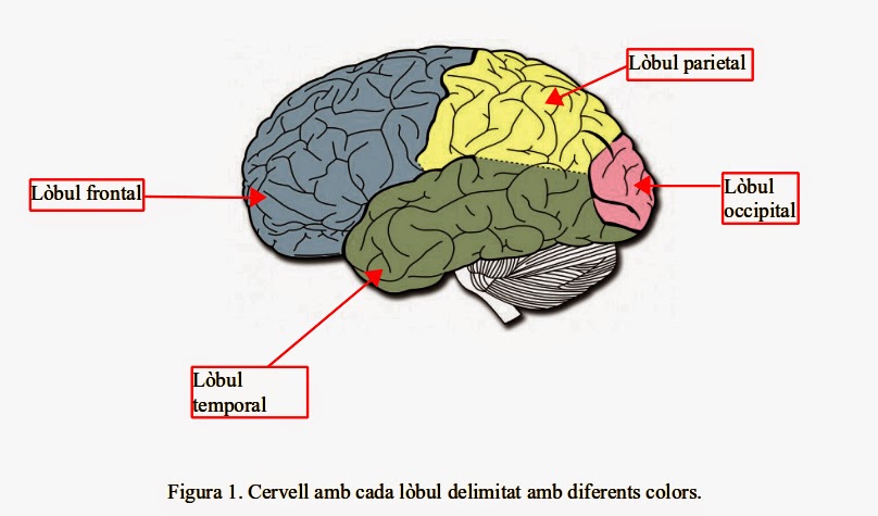 L'entramat món de les neurones: 1. Fisiologia del cervell sa i les neurones.