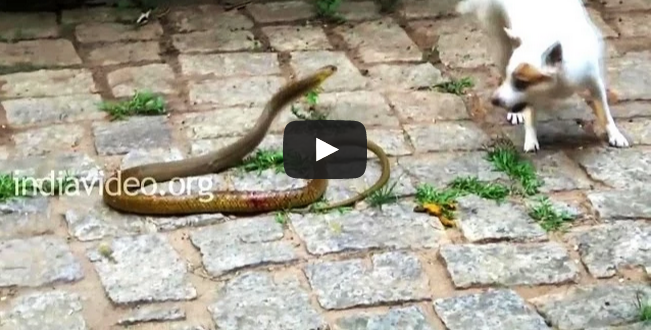 Dog Vs Snake | ILOVECLIPS