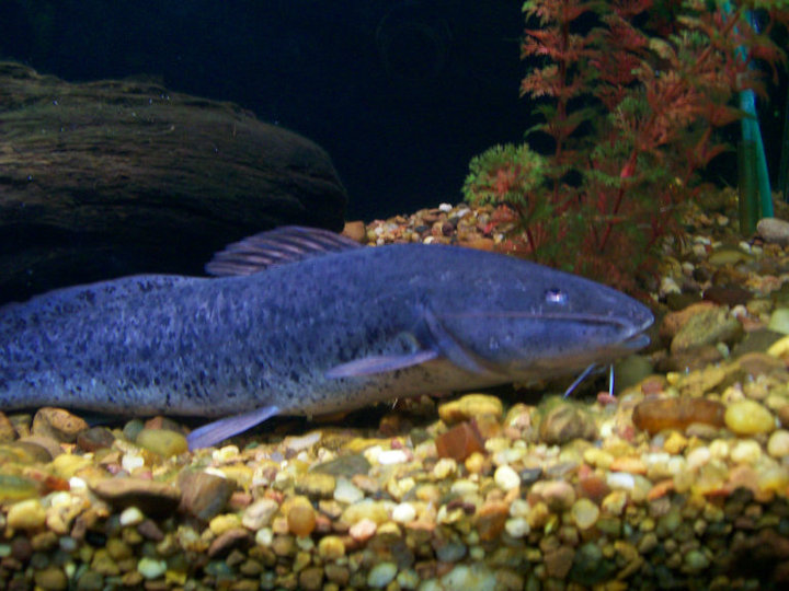 Blog de Arinda: CONOCIENDO URUGUAY SAN GREGORIO DE POLANCO- LA CIUDAD ...