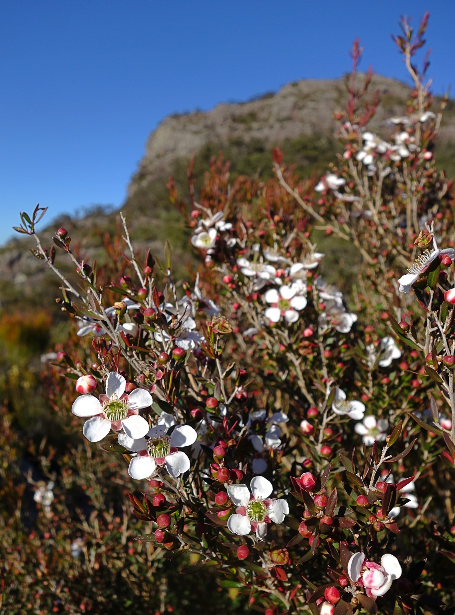 Conqueror of the Mountains of Australia in General and South East ...