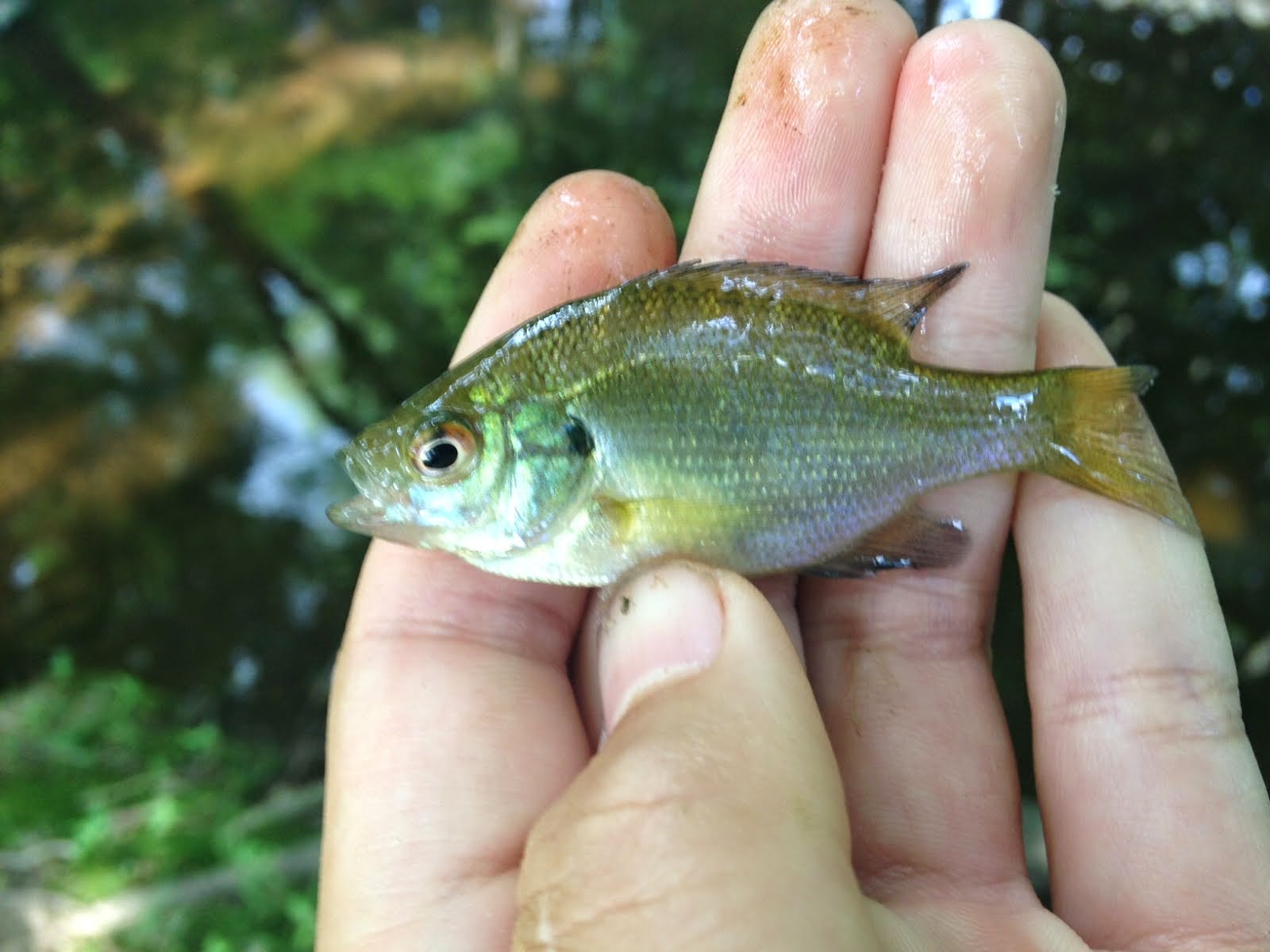 Bass on the Golf Course: Creek Microfishing