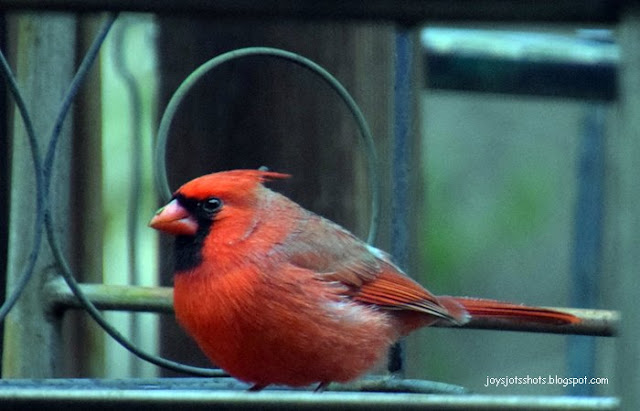 Joy's Jots, Shots & Whatnots: Sun Best~ Kentucky State Bird