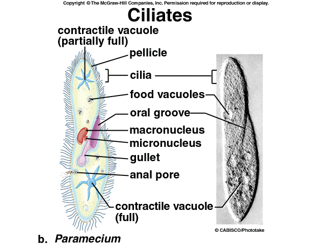 Ciências Biológicas: Protozoários III - Filo Ciliophora