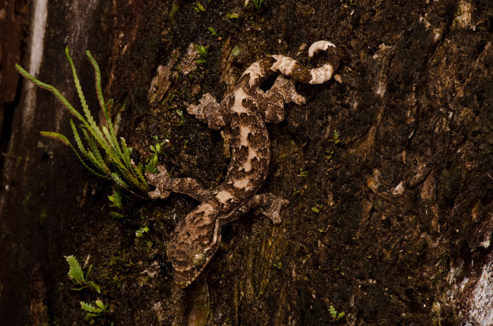 Connecticut Audubon Society: Young Researchers Explore Costa Rican ...